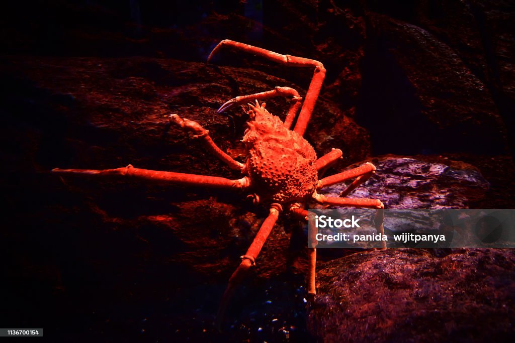 Japanese Giant Spider Crab Swimming Underwater Aquariumun On The Rock