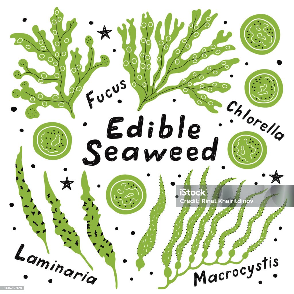 Ensemble Dalgues Comestibles Laminaria Macrocystis Chlorella Et Fucus
