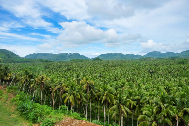 Coconut Farm Pictures | Download Free Images on Unsplash