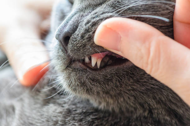 Cat Teeth Pictures | Download Free Images on Unsplash