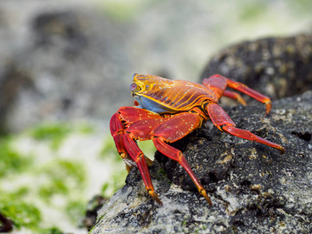 Red Crab Pictures | Download Free Images on Unsplash