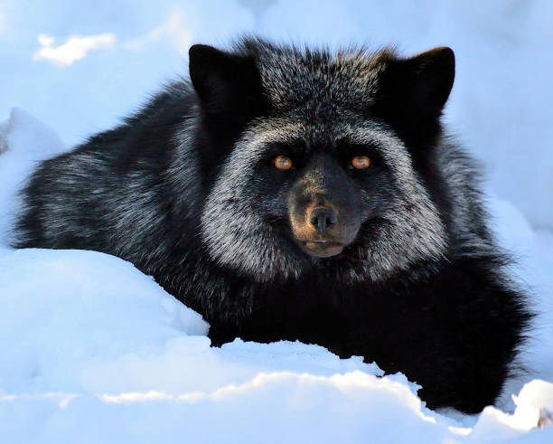 Black Fox Pictures | Download Free Images on Unsplash