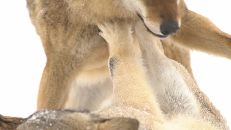 10 Mating Wolves Stock Videos And Royalty Free Footage Istock