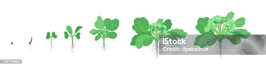 Stages Of Growing Broccoli