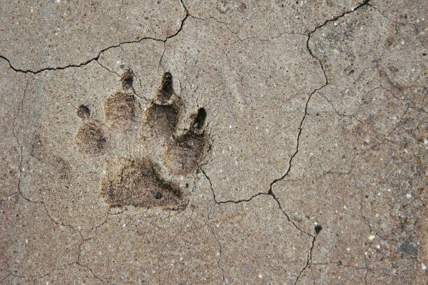 Free picture: Imprint of claw in rough concrete texture