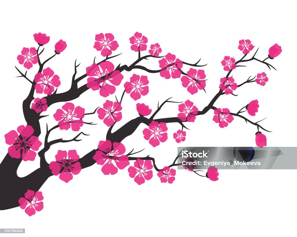 Bunga Sakura Bunga Sakura Ilustrasi Stok Unduh Gambar Sekarang Alam Botani Budaya Subjek