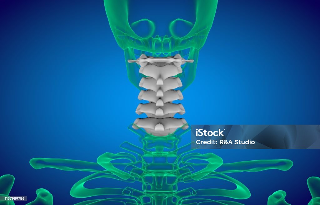 Foto De Ilustração 3d Da Vértebra Cervical Humana E Mais Fotos De Stock