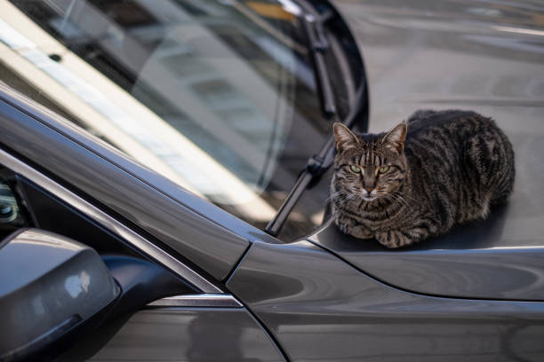 Cat Car Pictures | Download Free Images on Unsplash