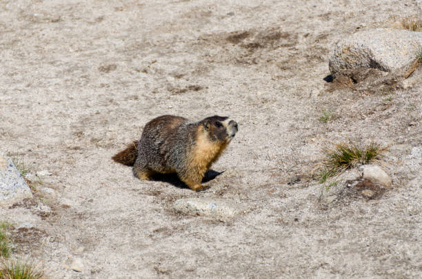Free Stock Photo of Marmot in Yosemite | Download Free Images and Free ...