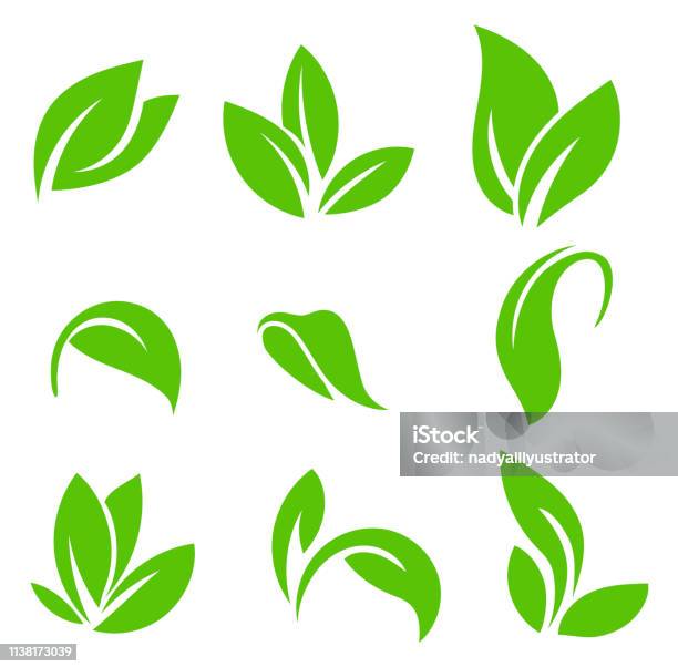 Licône De Feuilles Vecteur Ensemble Isolé Sur Le Fond Blanc Diverses