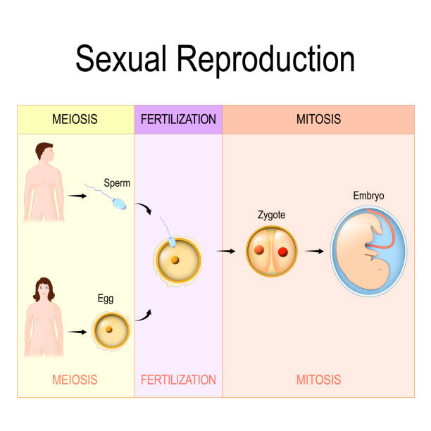 Mitosis Meiosis Illustrations Royalty Free Vector Graphics And Clip Art