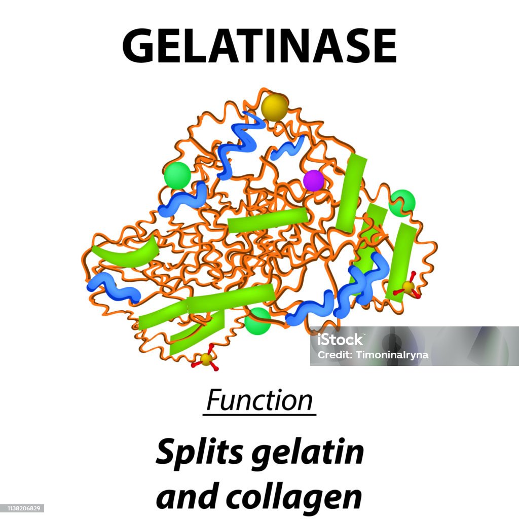Ilustración De Fórmula Química Estructural Molecular Gelatinasa Funciones De La Enzima Del