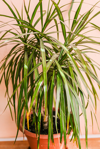 Dracaena Di Dalam Ruangan Pohon Palem Dengan Daun Hijau Panjang Yang ... Dracaena Di Dalam Ruangan Pohon Palem Dengan Daun Hijau Panjang Yang ...