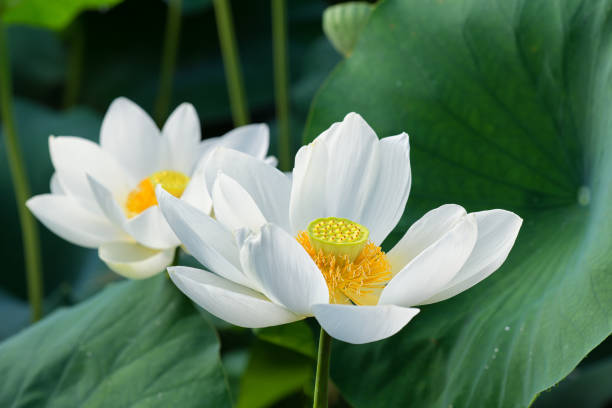 Kostenlose Bild: Ägyptischer weißer Lotus (Nymphaea lotus) Blume mit ...