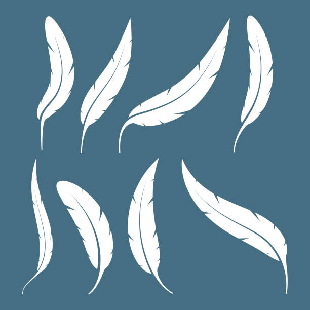 Plume Doiseau Vectoriels Et Illustrations Libres De Droits Istock