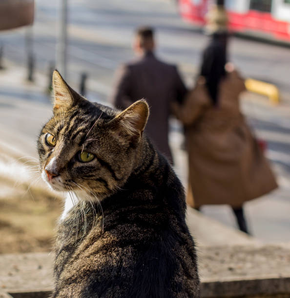 Homless Pictures | Download Free Images on Unsplash