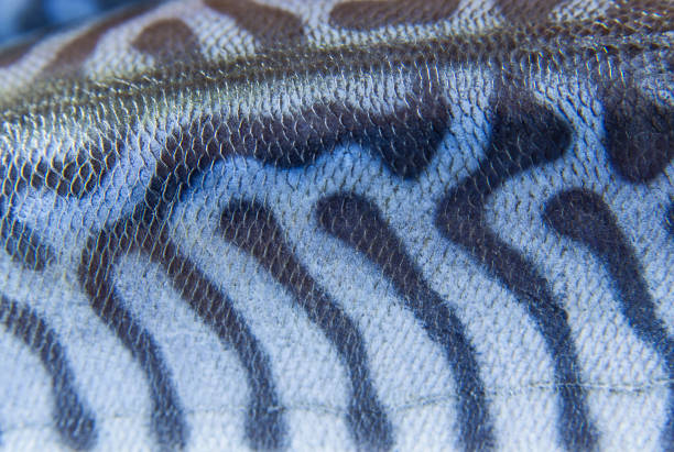 Fish Skin Pictures | Download Free Images on Unsplash