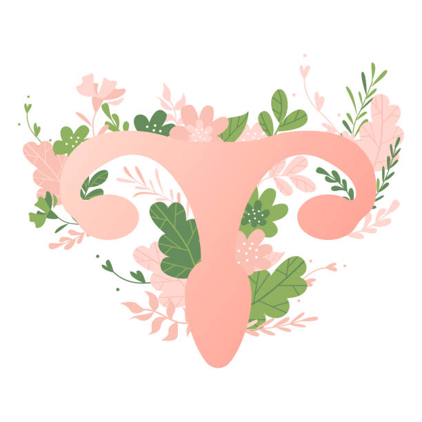 280 Female Reproductive Organs Diagram Cartoon Stock Illustrations Royalty Free Vector