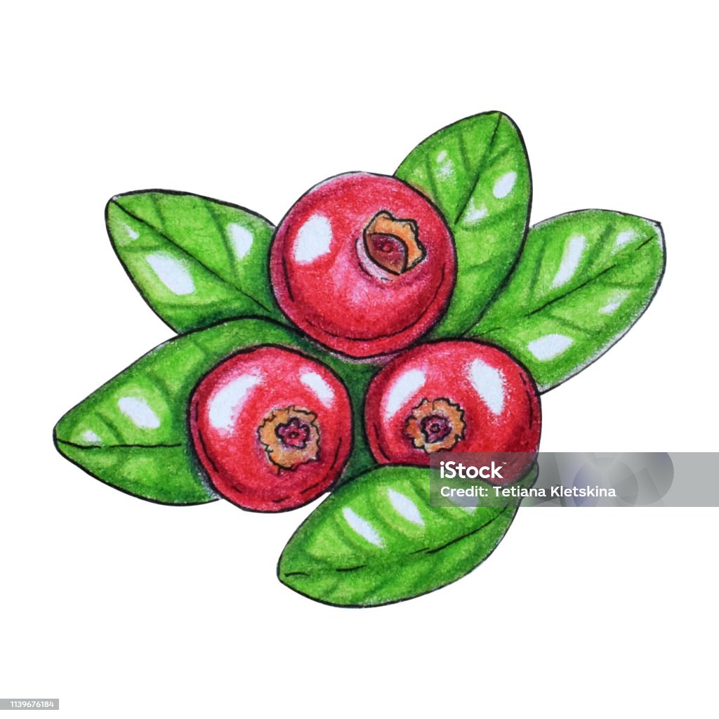 Hand Painted Watercolor Set Of Berries Stock Illustration - Download ... Hand Painted Watercolor Set Of Berries Stock Illustration - Download ...