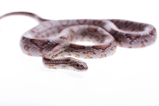 Corn Snake Pictures | Download Free Images on Unsplash