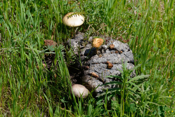 Free Stock Photo of Group of Mushrooms Emerging From the Ground ...