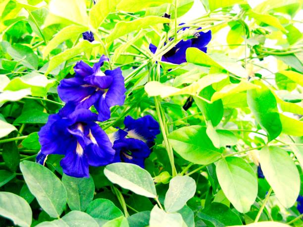Butterfly Pea Pictures | Download Free Images on Unsplash