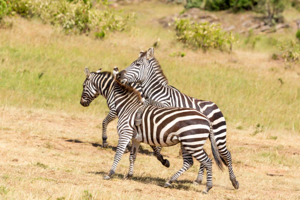20+ Zebra Fighting Conflict Rearing Up Stock Photos, Pictures & Royalty ... 20+ Zebra Fighting Conflict Rearing Up Stock Photos, Pictures & Royalty ...
