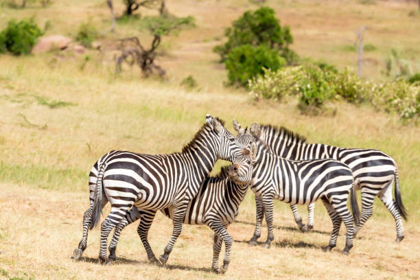 20+ Zebra Fighting Conflict Rearing Up Stock Photos, Pictures & Royalty ... 20+ Zebra Fighting Conflict Rearing Up Stock Photos, Pictures & Royalty ...