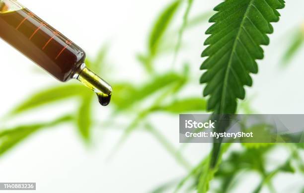 Tangan Memegang Botol Minyak Cannabis Dalam Dropper Terhadap Tanaman ... Tangan Memegang Botol Minyak Cannabis Dalam Dropper Terhadap Tanaman ...