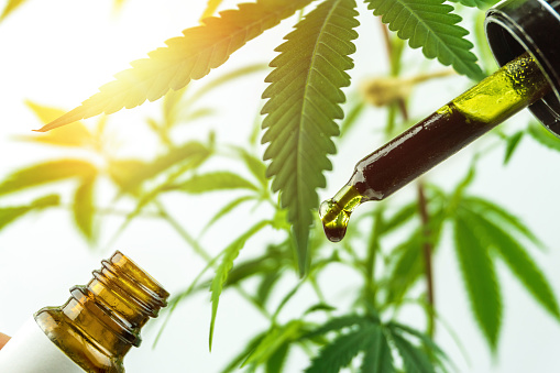 Tangan Memegang Botol Minyak Cannabis Dalam Dropper Terhadap Tanaman ... Tangan Memegang Botol Minyak Cannabis Dalam Dropper Terhadap Tanaman ...