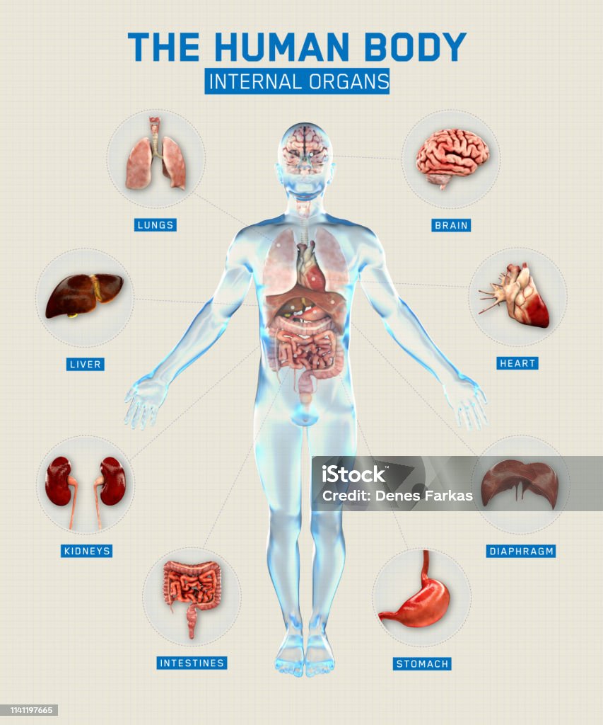 Sistem Tubuh Dan Organ Manusia Sistem Anatomi Infografis Rendering 3d ... Sistem Tubuh Dan Organ Manusia Sistem Anatomi Infografis Rendering 3d ...