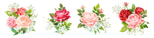 1 200 Gypsophile Illustrations Illustrations Graphiques Vectoriels