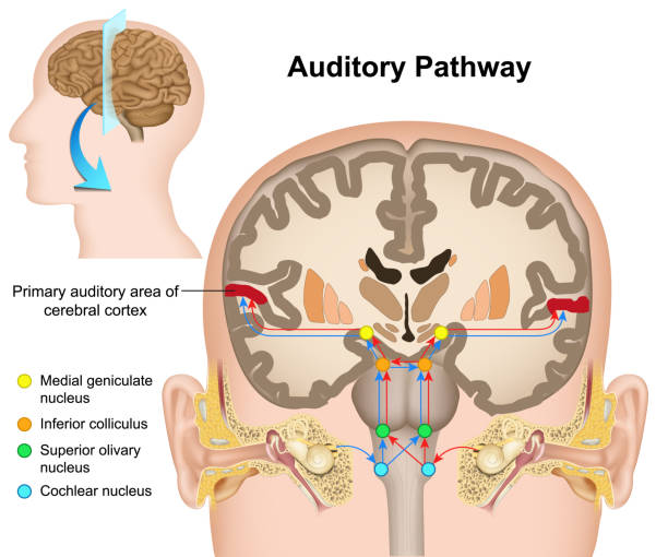 Cerebral Cortex Illustrations Royalty Free Vector Graphics And Clip Art