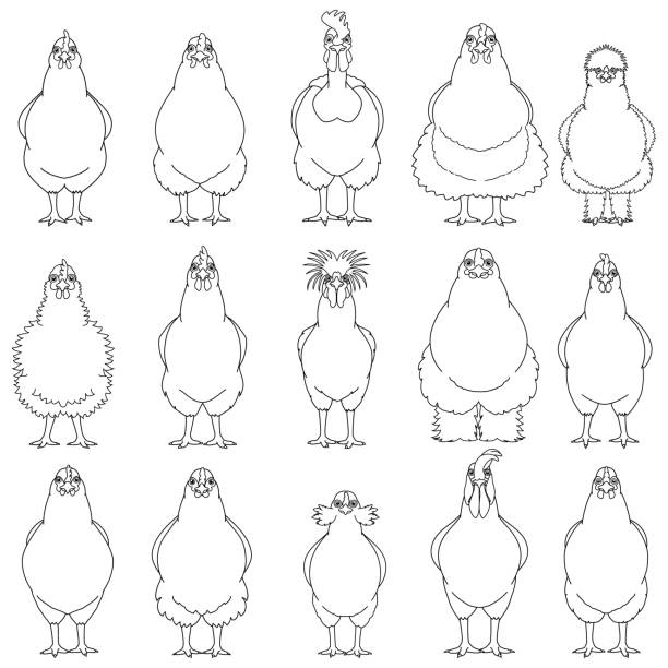 40+ Silkie Chicken Stock Illustrations, Royalty-Free Vector Graphics ... 40+ Silkie Chicken Stock Illustrations, Royalty-Free Vector Graphics ...