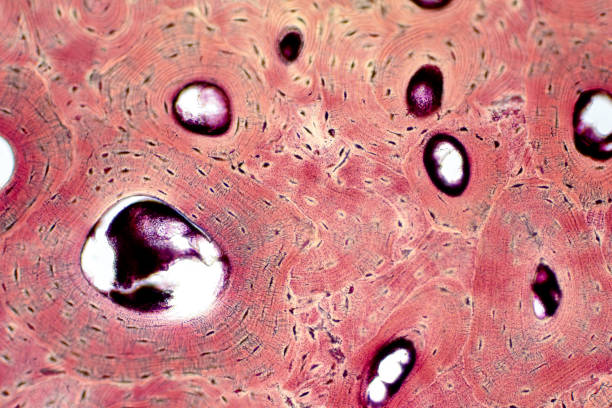 Histology of human compact bone tissue under microscope view for ...