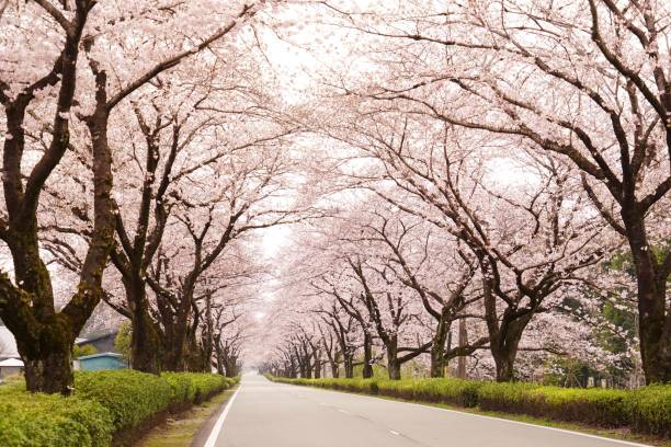 30k+ Tree Lined Road Pictures | Download Free Images on Unsplash