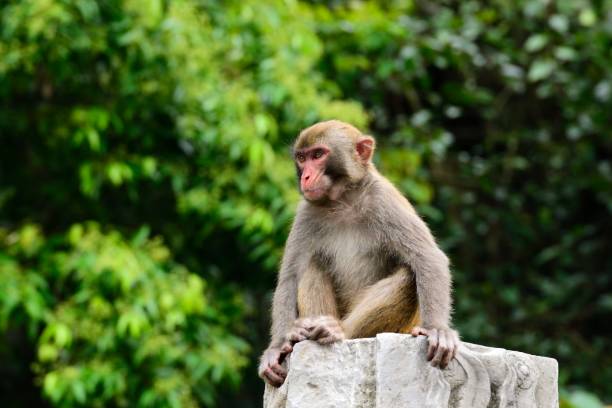Macaque Pictures | Download Free Images on Unsplash