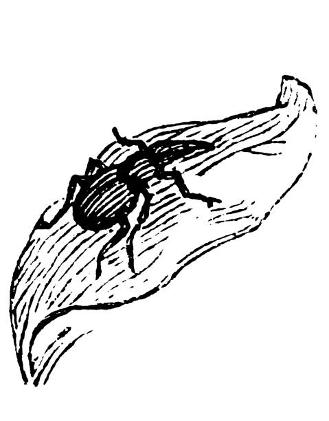 620 Boll Weevil Stock Illustrations Royalty Free Vector Graphics And Clip Art Istock