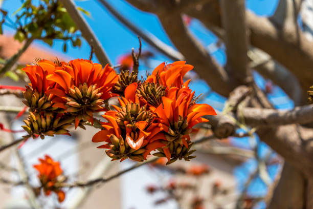 330 Fleur Darbre Corail Photos Taleaux Et Images Libre De Droits Istock