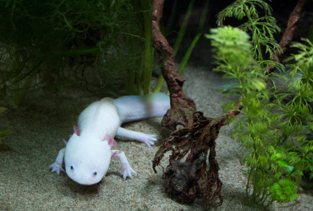 Axolotl Pictures | Download Free Images on Unsplash
