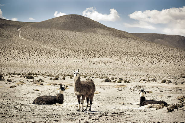Free picture: Domesticated Peruvian lama in a desert with decoration on ...