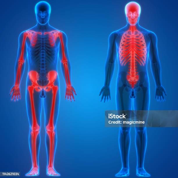 Foto De Anatomia De Esqueleto Apendicular E Axial Do Sistema De