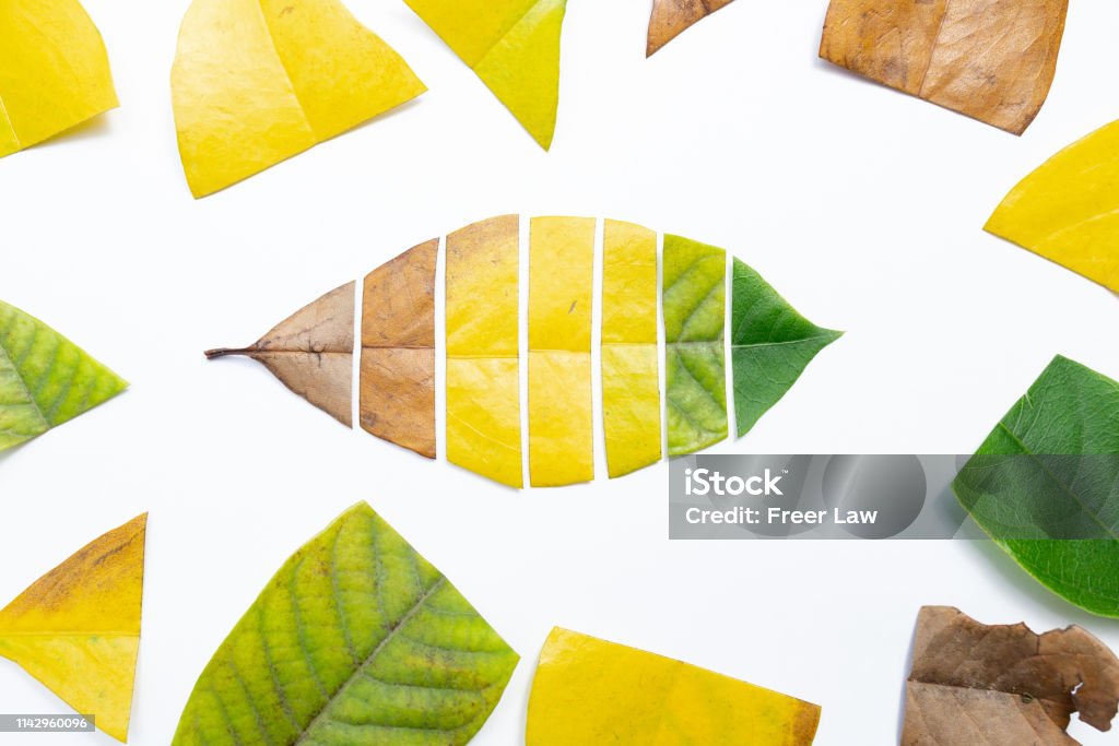 Cortar Secciones De Diferentes Hojas Para Hacer Un Cambio De Hoja De ... Cortar Secciones De Diferentes Hojas Para Hacer Un Cambio De Hoja De ...