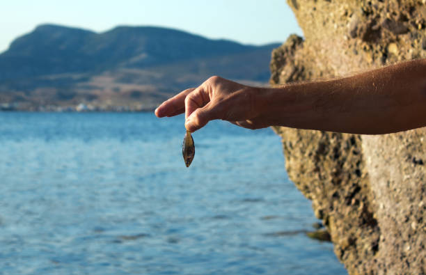 Free Stock Photo of Person Holding Small Fish in Hand | Download Free ...