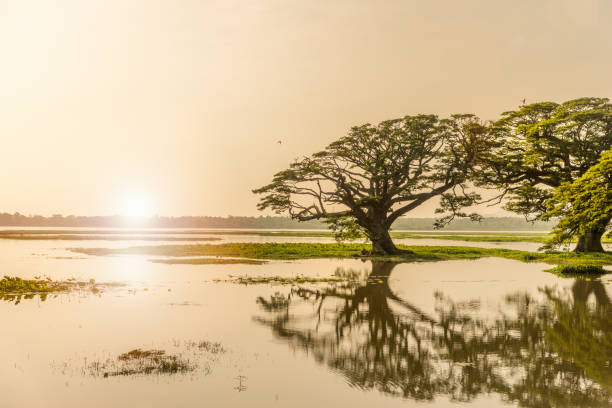 Rain Tree Pictures | Download Free Images on Unsplash