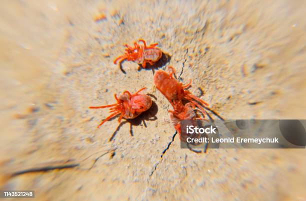 Tungau Arthropoda Di Tanah Tutup Makro Tungau Beludru Merah Atau Foto ... Tungau Arthropoda Di Tanah Tutup Makro Tungau Beludru Merah Atau Foto ...