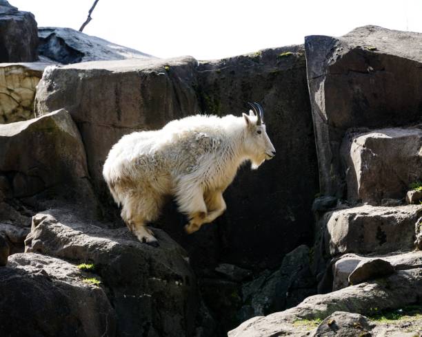 Free Stock Photo of Mountain Goat Leaping off Rock | Download Free ...