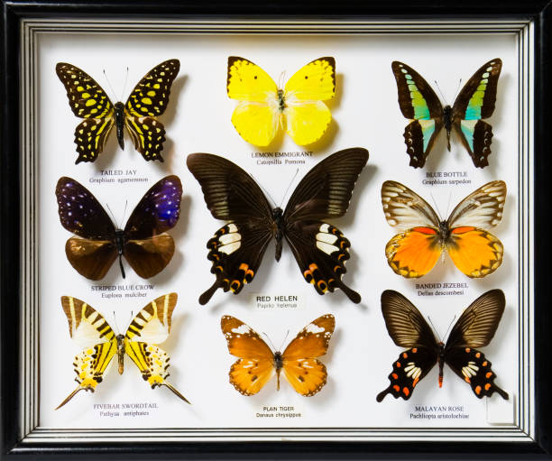 Free picture: insect, display