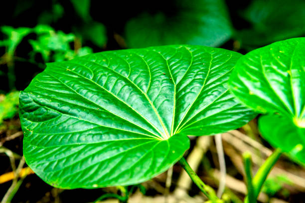 Kava Pictures | Download Free Images on Unsplash
