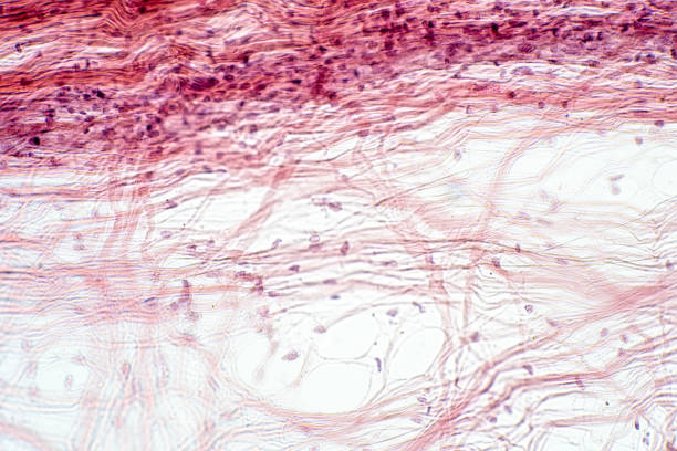 reticular-connective-tissue Premium Photos, Pictures and Images by Istock